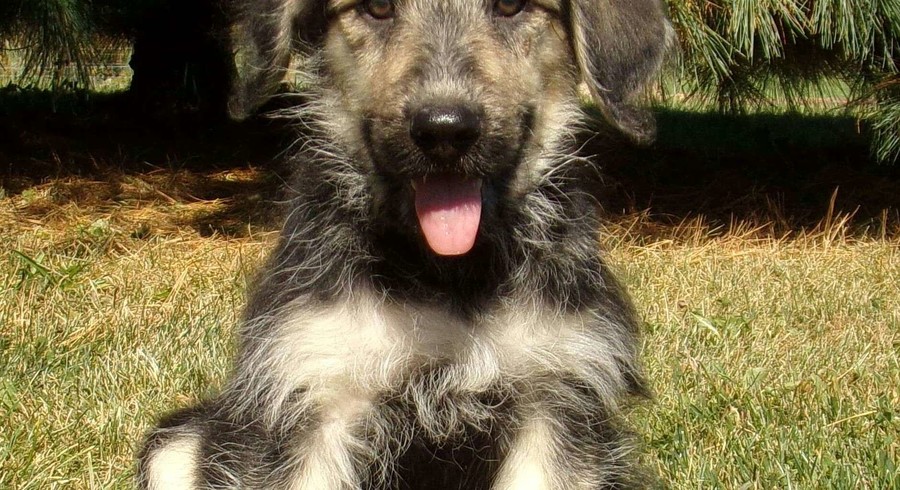 Shepadoodle.Meet Taylor a Puppy for Adoption.