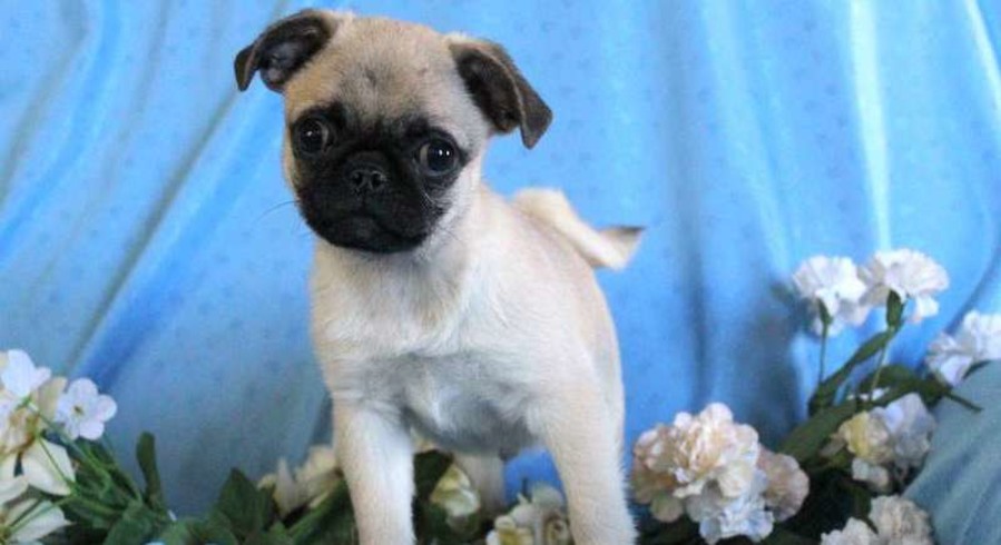 Miniature Pug.Meet Spark a Puppy for Adoption.