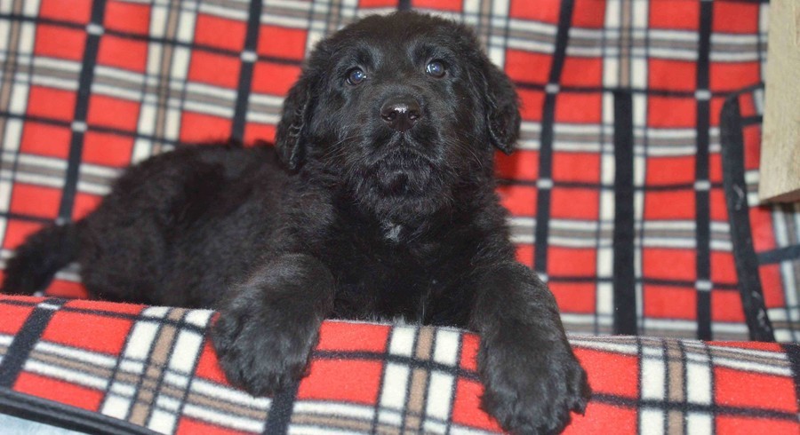Shepadoodle.Meet Abe a Puppy for Adoption.