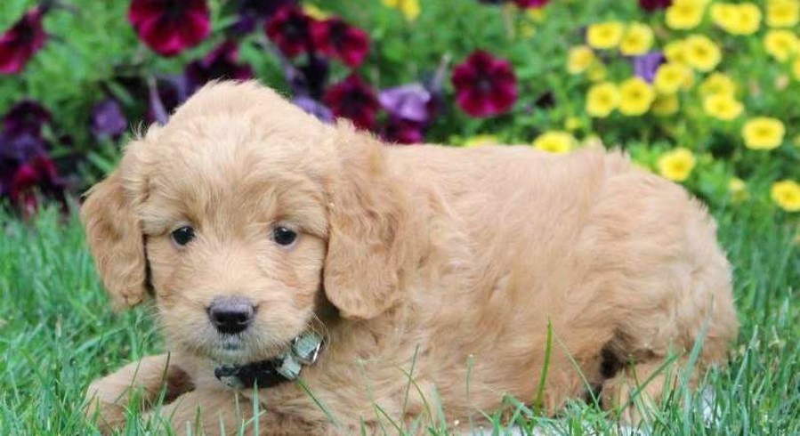 Mini Goldendoodle.Meet Lacey a Puppy for Adoption.