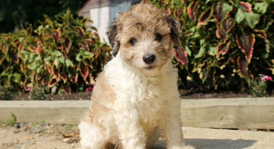 Jack-a-poo.Meet Scotty a Puppy for Adoption.