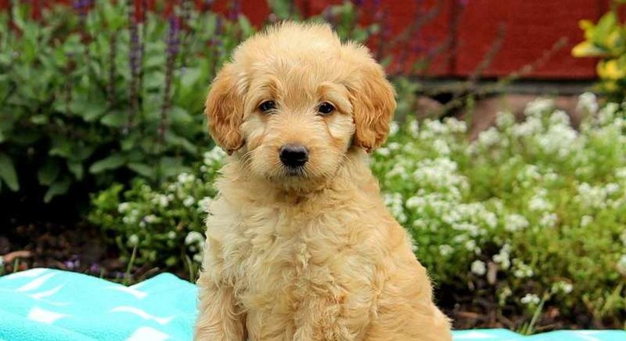 Mini Goldendoodle.Meet Addie-F2 a Puppy for Adoption.