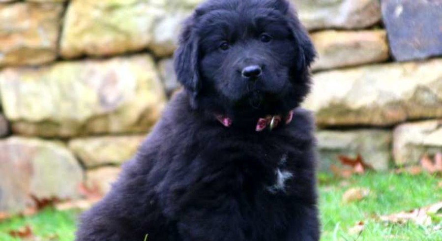 Newfoundland.Meet Beaut a Puppy for Adoption.